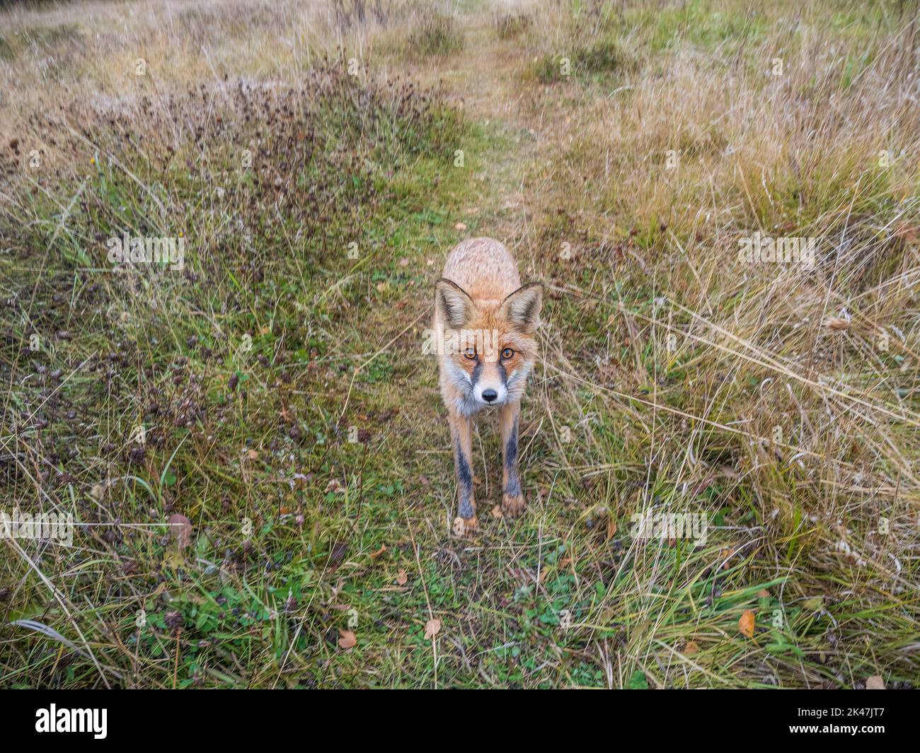 The red fox Vulpes vulpes walks along a path in autumn forest Stock Photo - Alamy