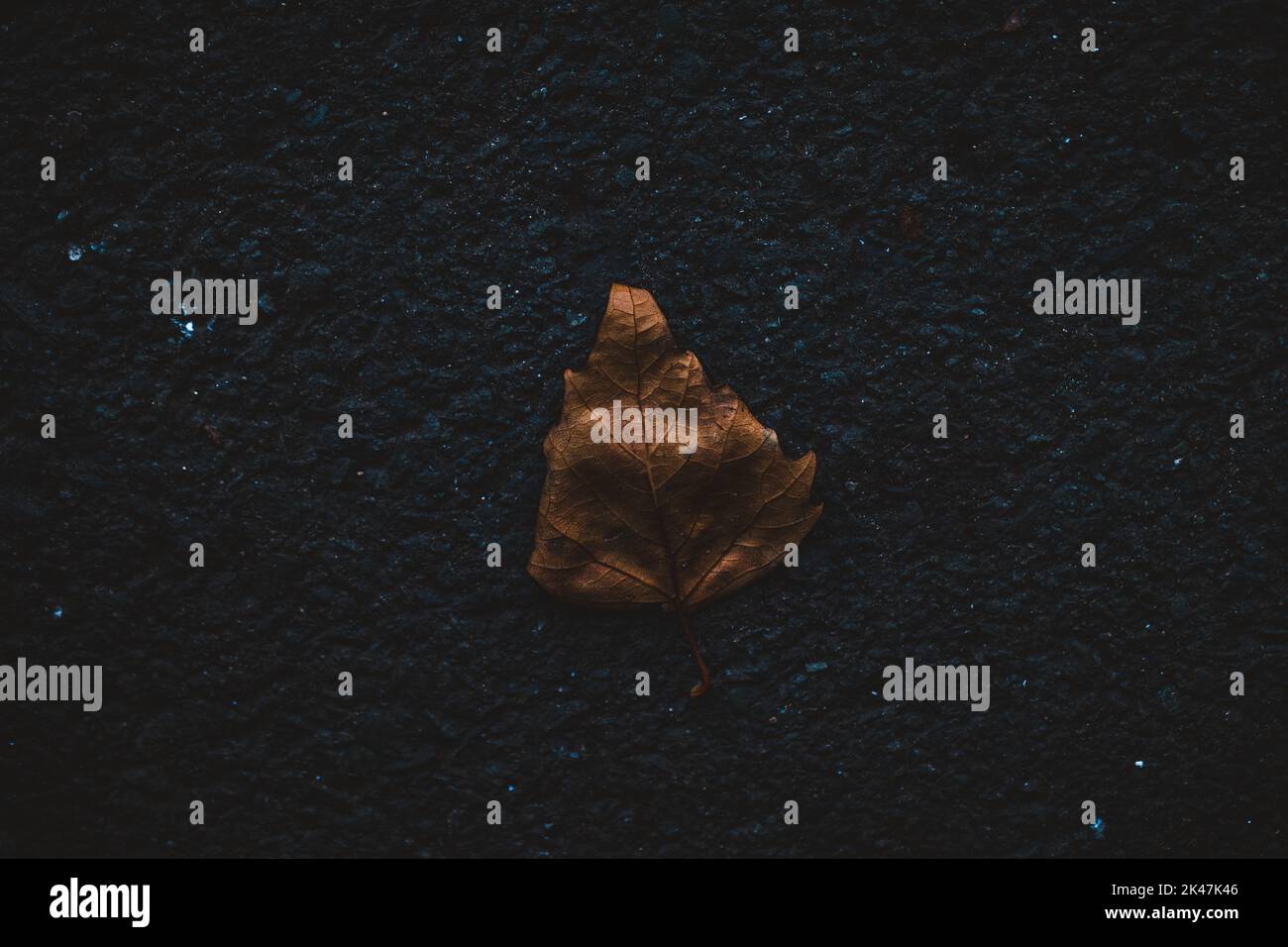 Autumn leaf alone on the road Stock Photo - Alamy