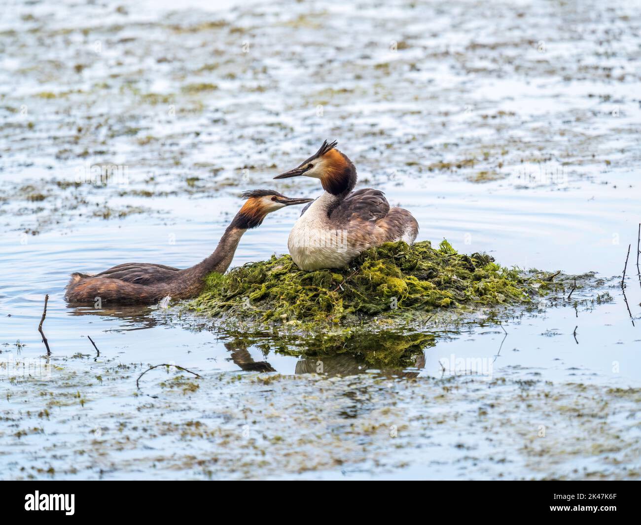 Great Crested Grebe, Podiceps cristatus, water bird sitting on the nest ...