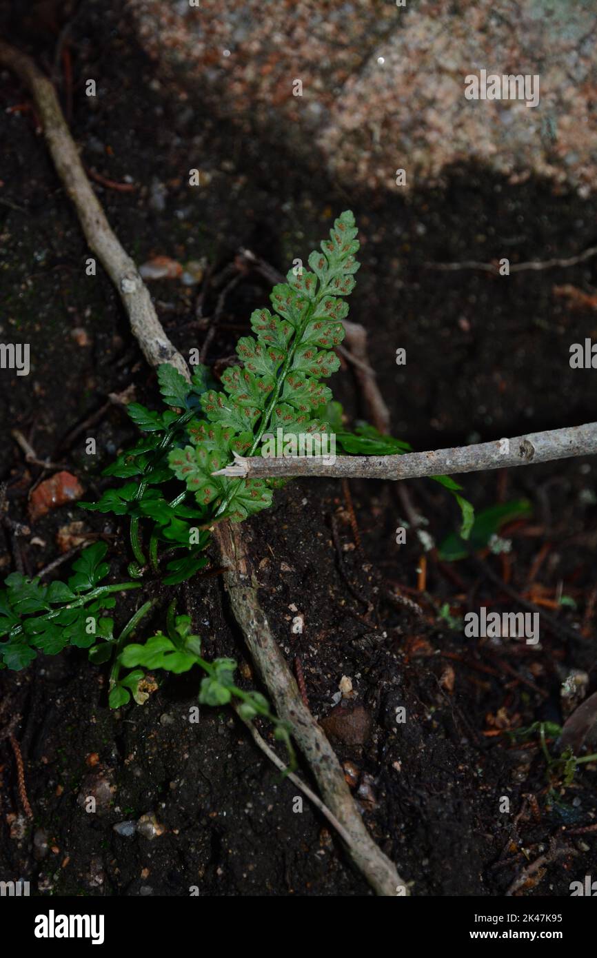 Felce hi-res stock photography and images - Alamy