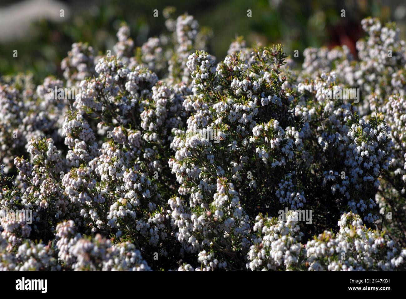 Arbusto arbusto sempreverde hi-res stock photography and images - Alamy