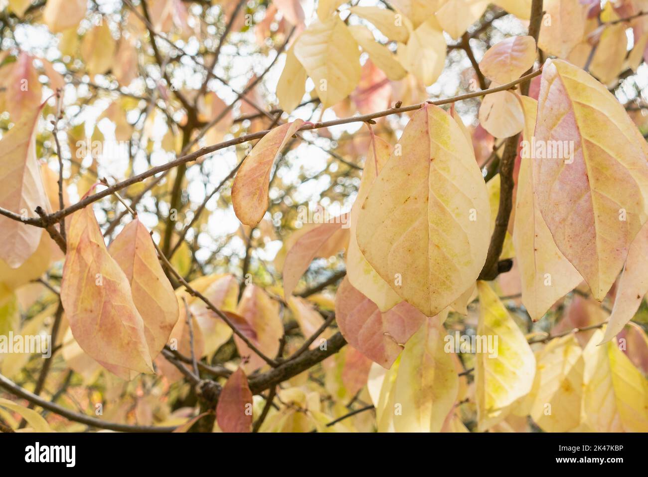 Autumn leaves on a tree in a park. Yellow, red and orange colors ...