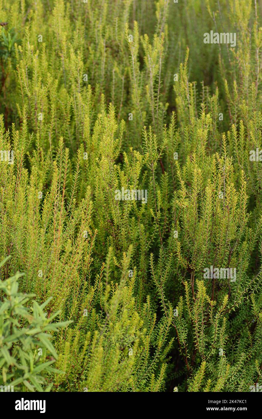 Arbusto arbusto sempreverde hi-res stock photography and images - Alamy