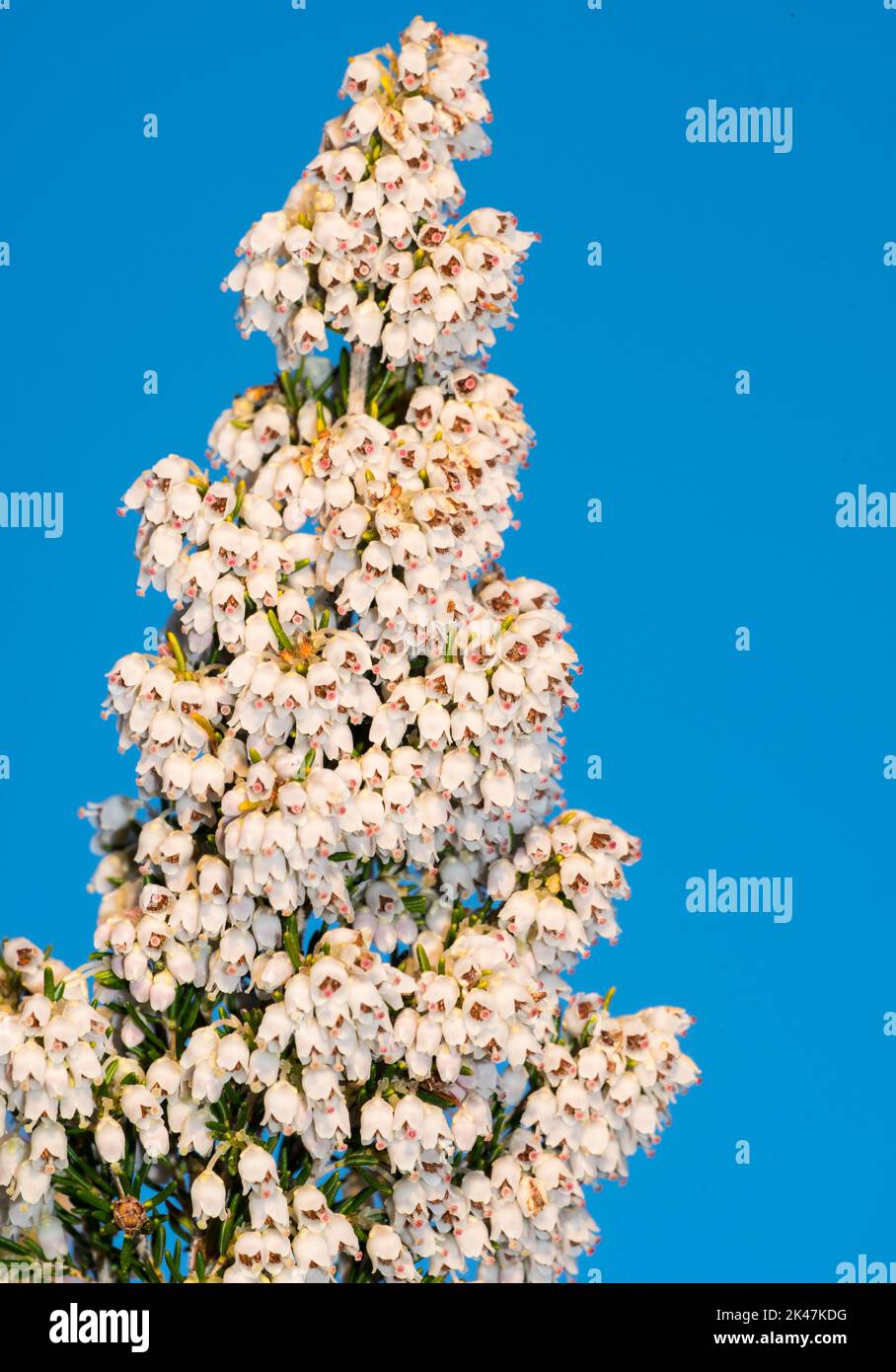 Arbusto arbusto sempreverde hi-res stock photography and images - Alamy