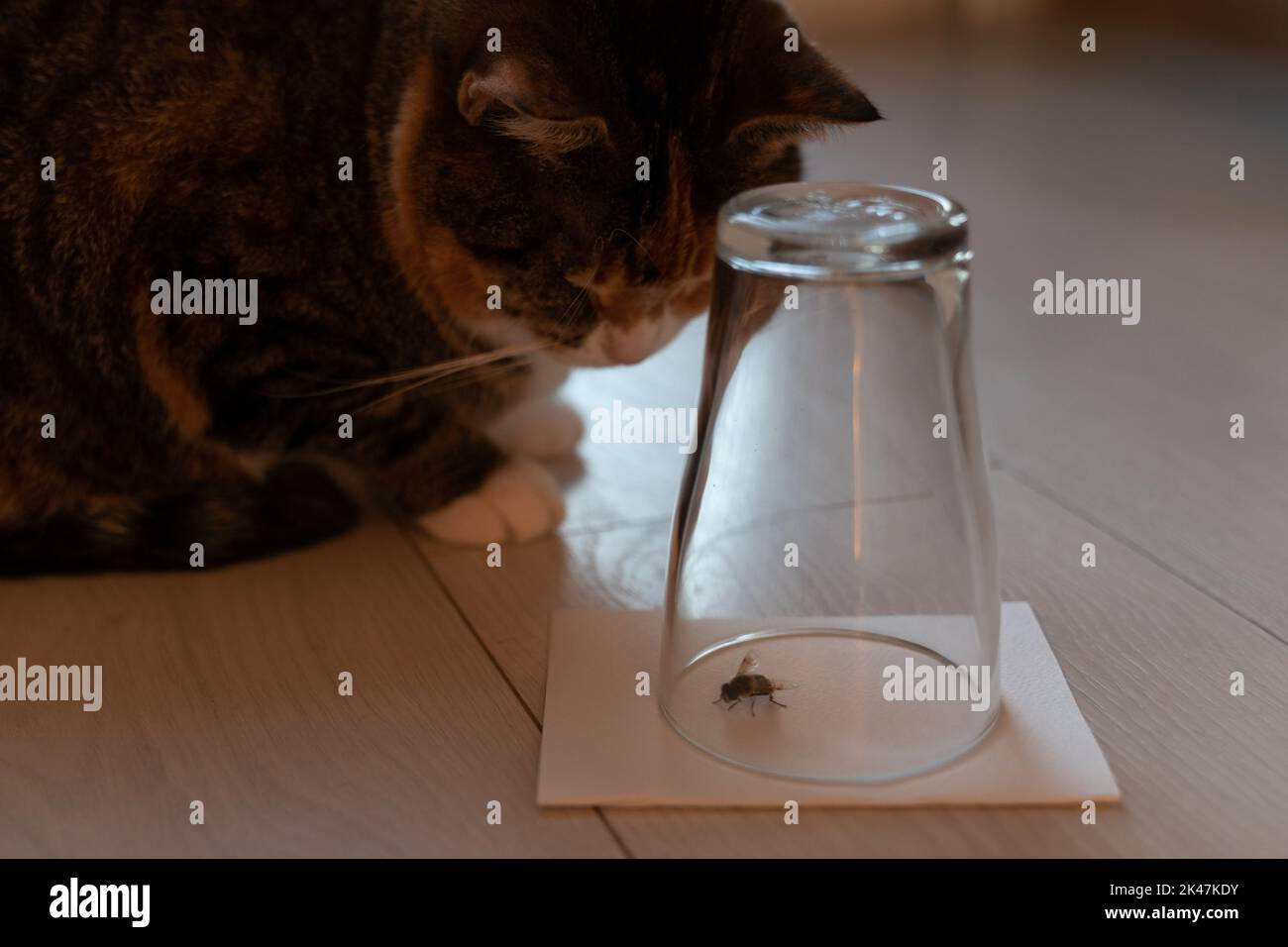 Inverted glass beaker hi-res stock photography and images - Alamy