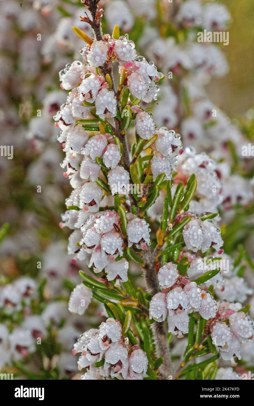 Arbusto arbusto sempreverde hi-res stock photography and images - Alamy