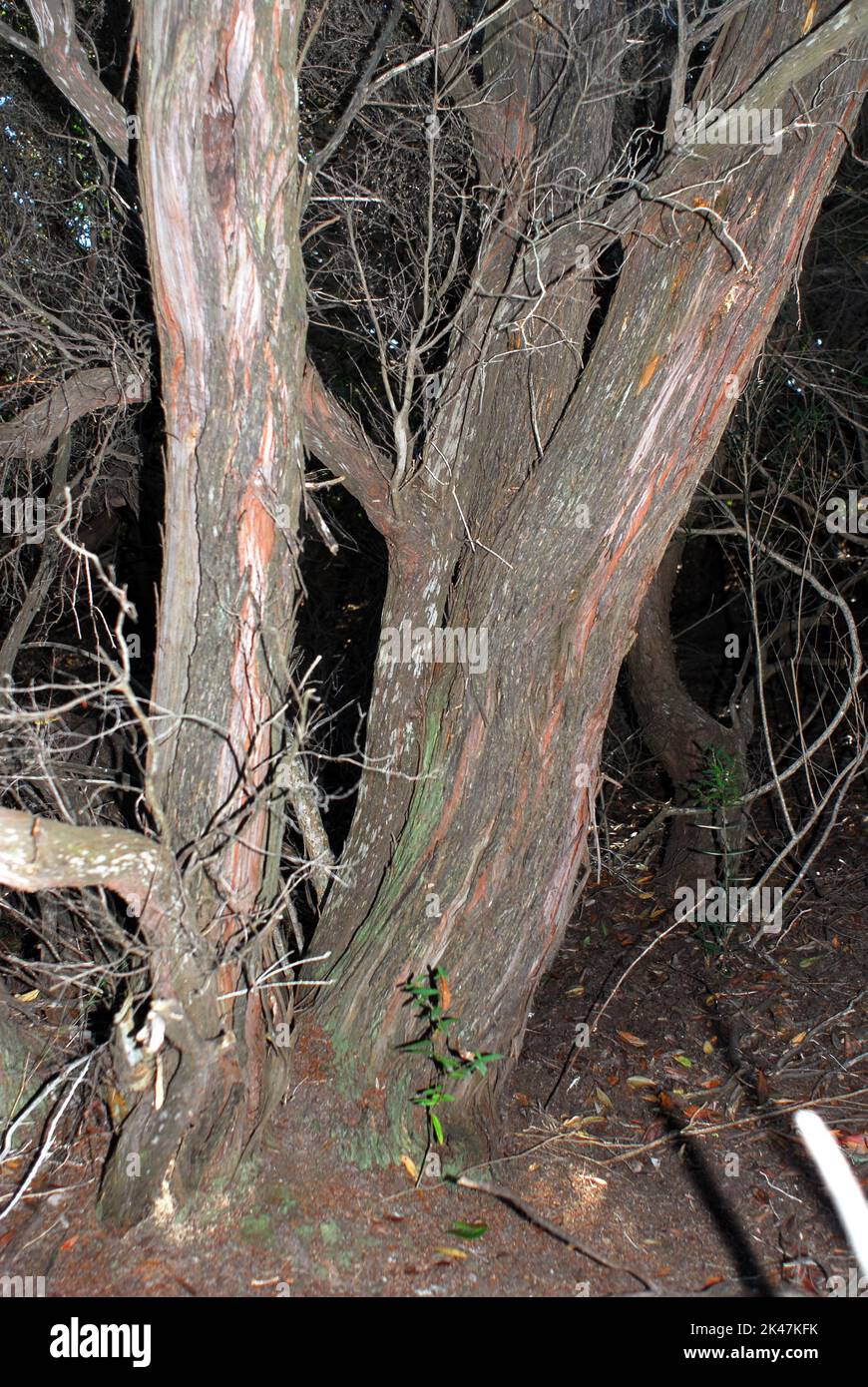 Arbusto albero hi-res stock photography and images - Alamy