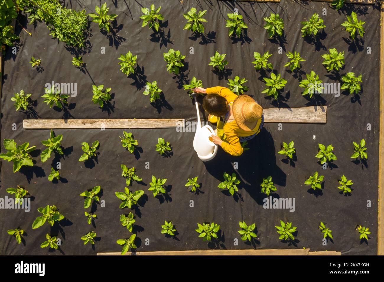 A young girl in a straw hat is standing in her garden, covered in black ...