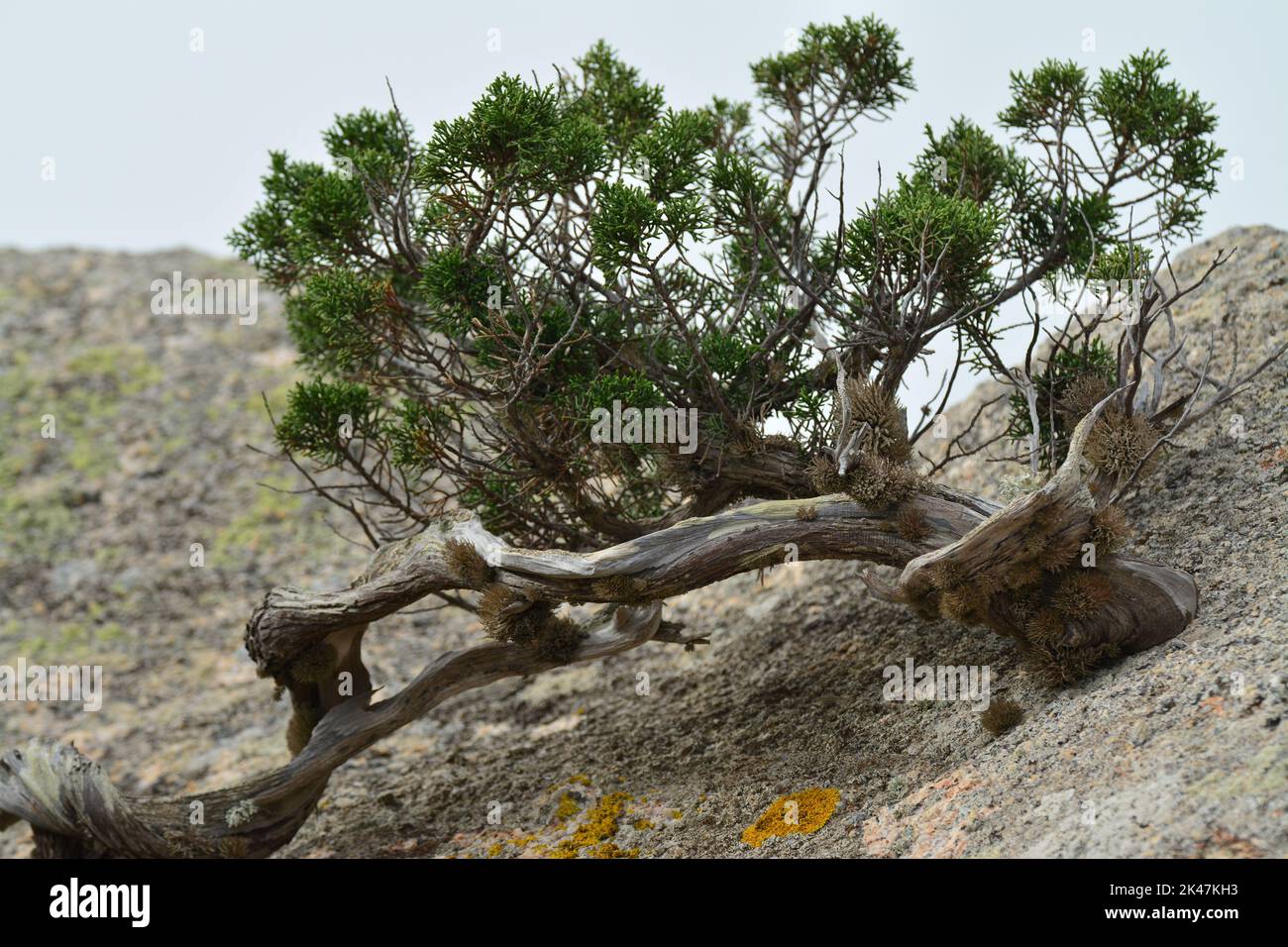 Sardegna, natura selvaggia: il ginepro fenicio (Juniperus phoenicea ...