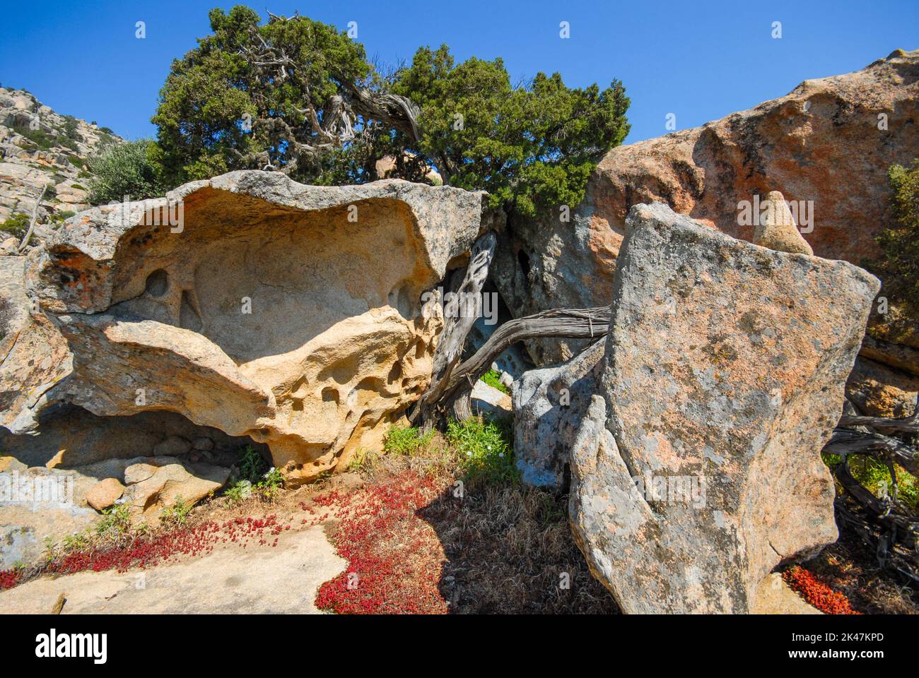 Sardegna, natura selvaggia: il ginepro fenicio (Juniperus phoenicea ...
