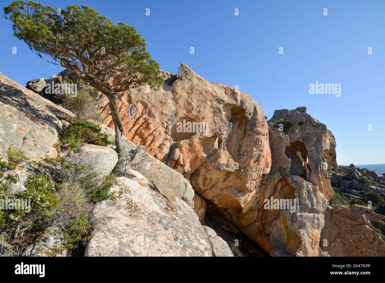 Sardegna, natura selvaggia: il ginepro fenicio (Juniperus phoenicea ...