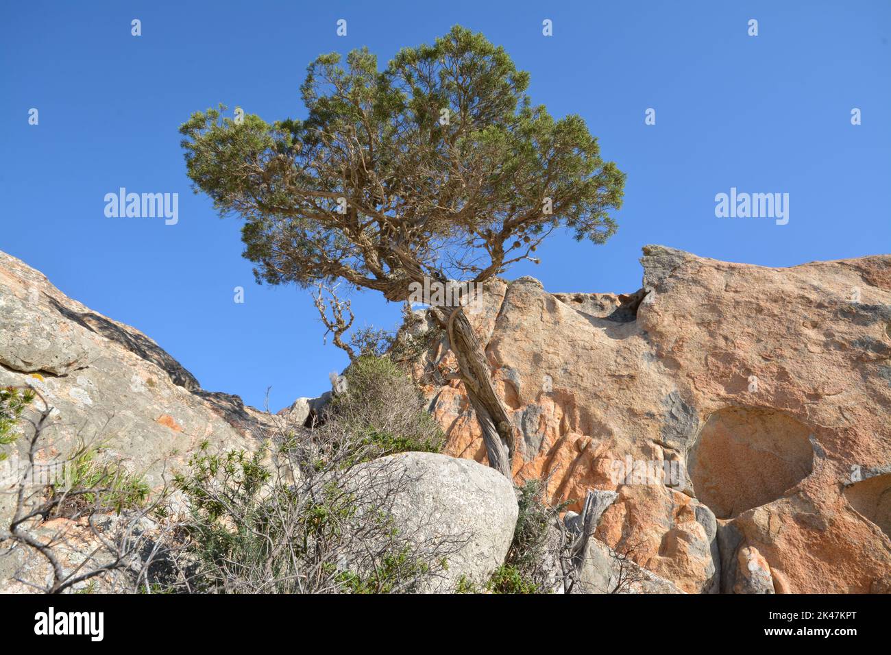 Sardegna, natura selvaggia: il ginepro fenicio (Juniperus phoenicea ...