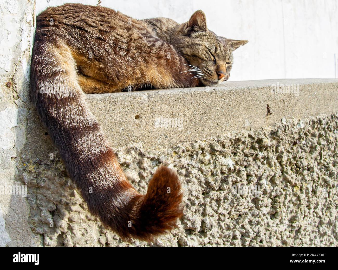 Cat sitting on a rock and posing up close Stock Photo - Alamy