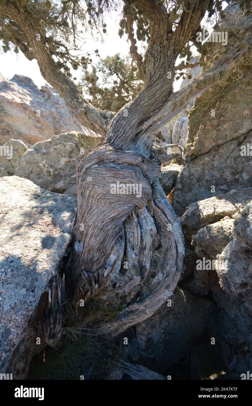 Sardegna, natura selvaggia: il ginepro fenicio (Juniperus phoenicea ...