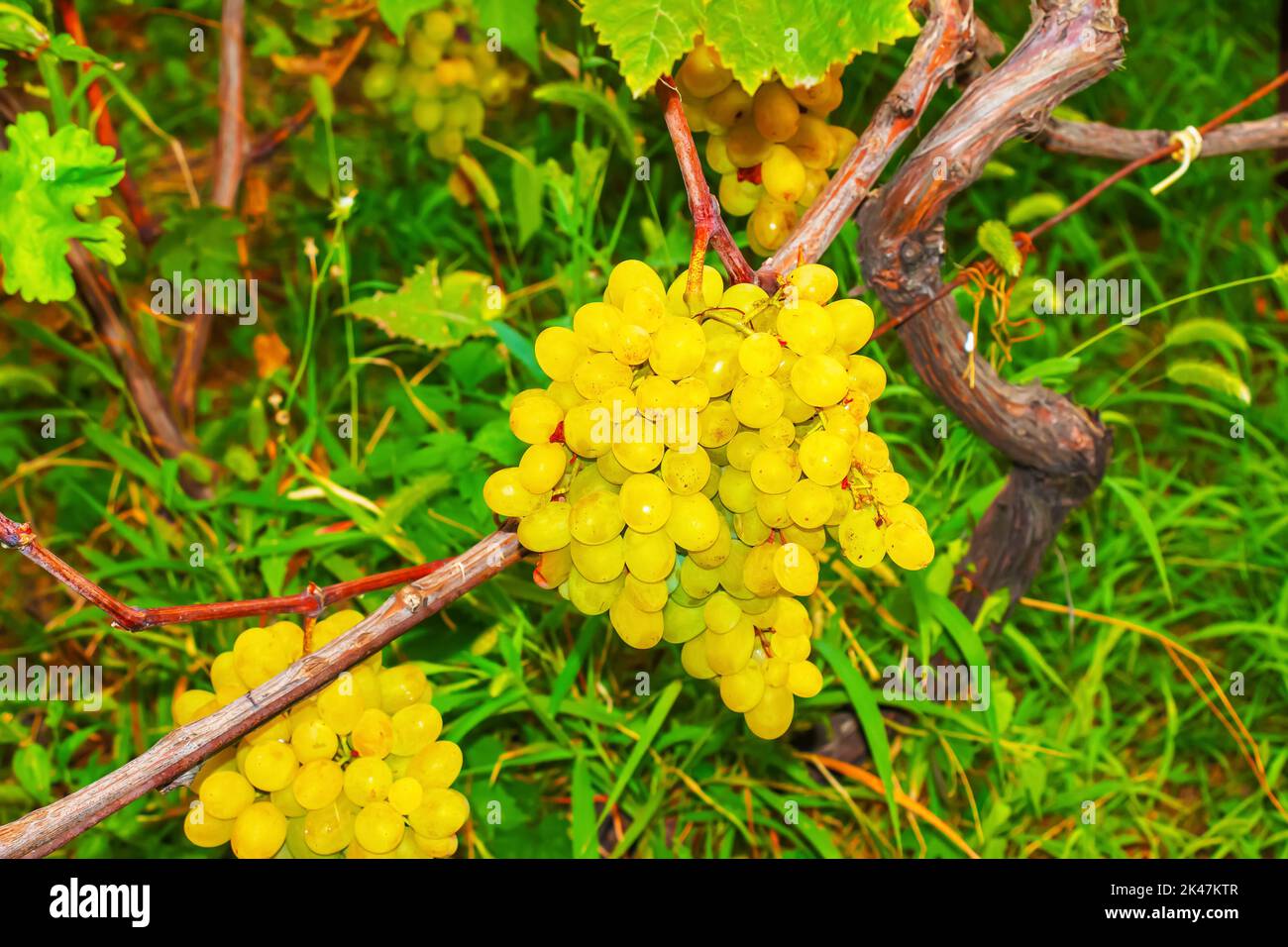 Growing a collection of grapes. Bunch of white grapes on the vine. Growing white grapes hang on ...