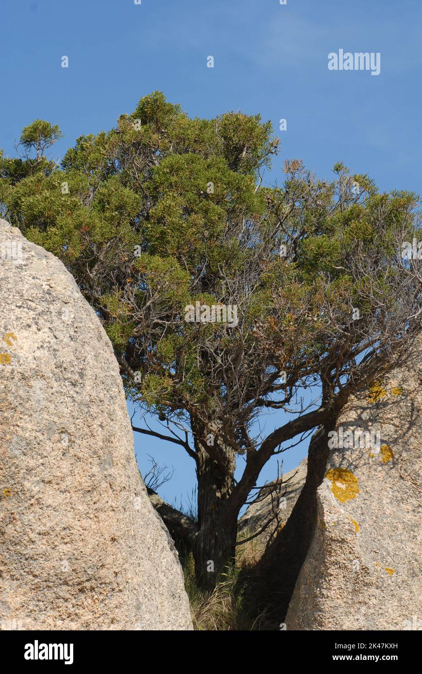 Sardegna, natura selvaggia: il ginepro fenicio (Juniperus phoenicea ...