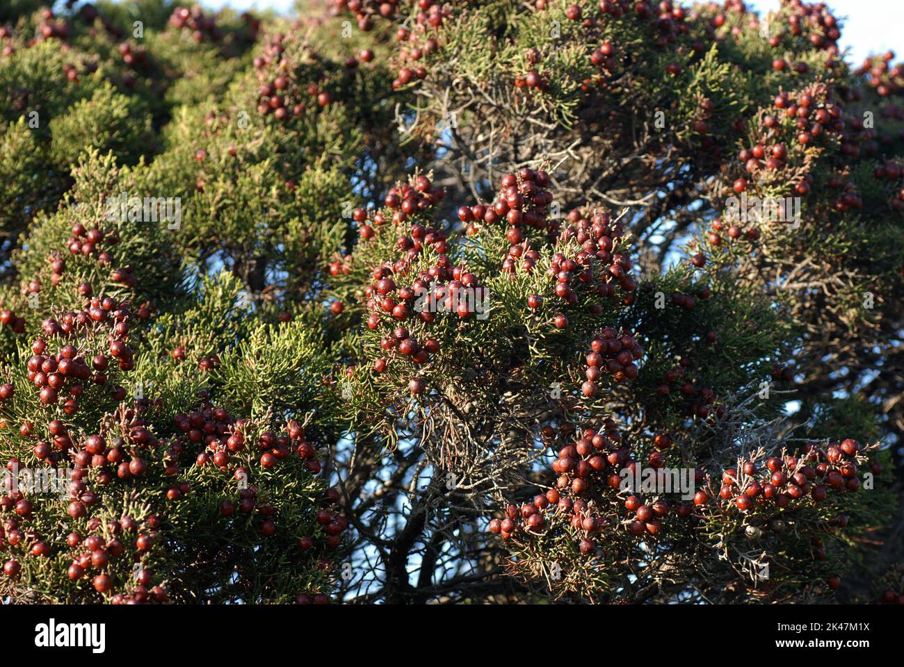 Sardegna, natura selvaggia: il ginepro fenicio (Juniperus phoenicea ...
