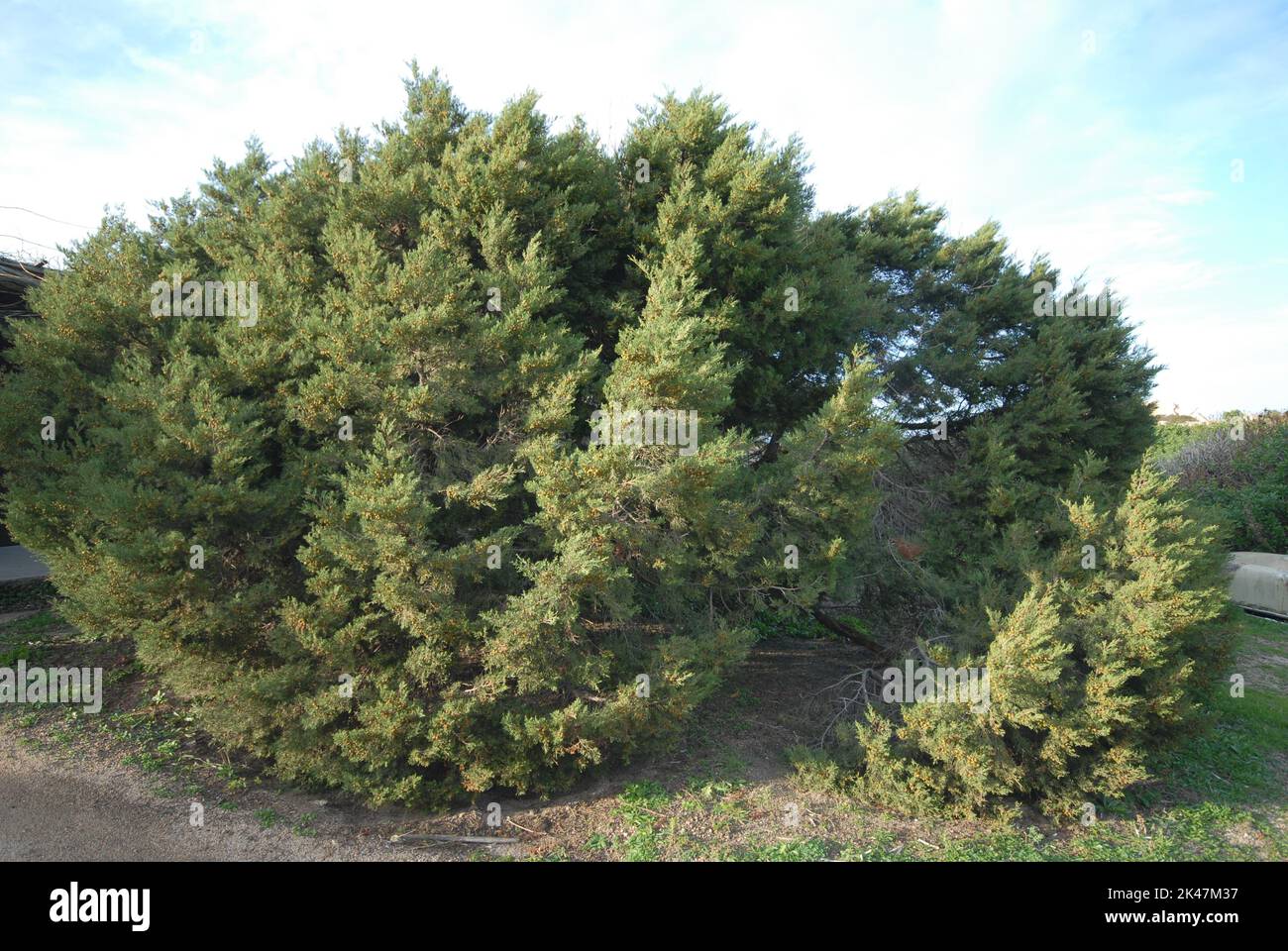 Sardegna, natura selvaggia: il ginepro fenicio (Juniperus phoenicea ...