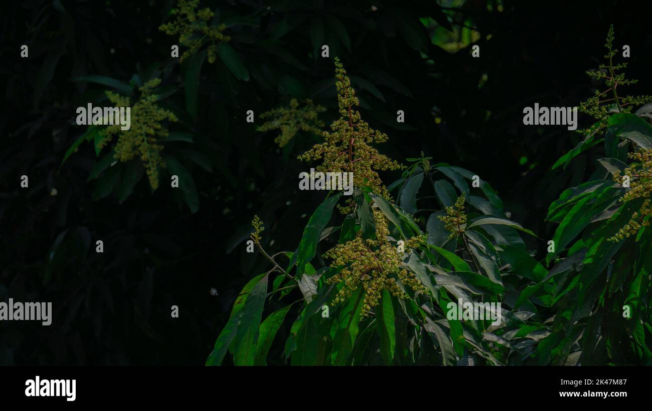 The tree is covered with mango buds. Close-up image of mango bud. Can ...