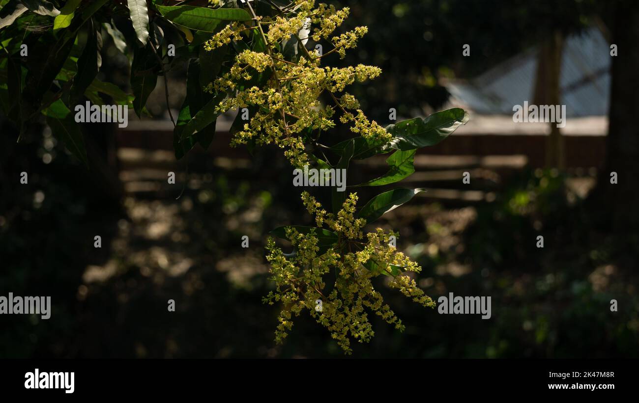 The tree is covered with mango buds. Close-up image of mango bud. Can ...