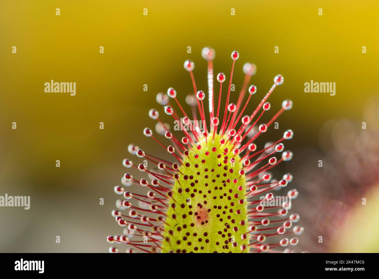 Sundew drops hi-res stock photography and images - Alamy