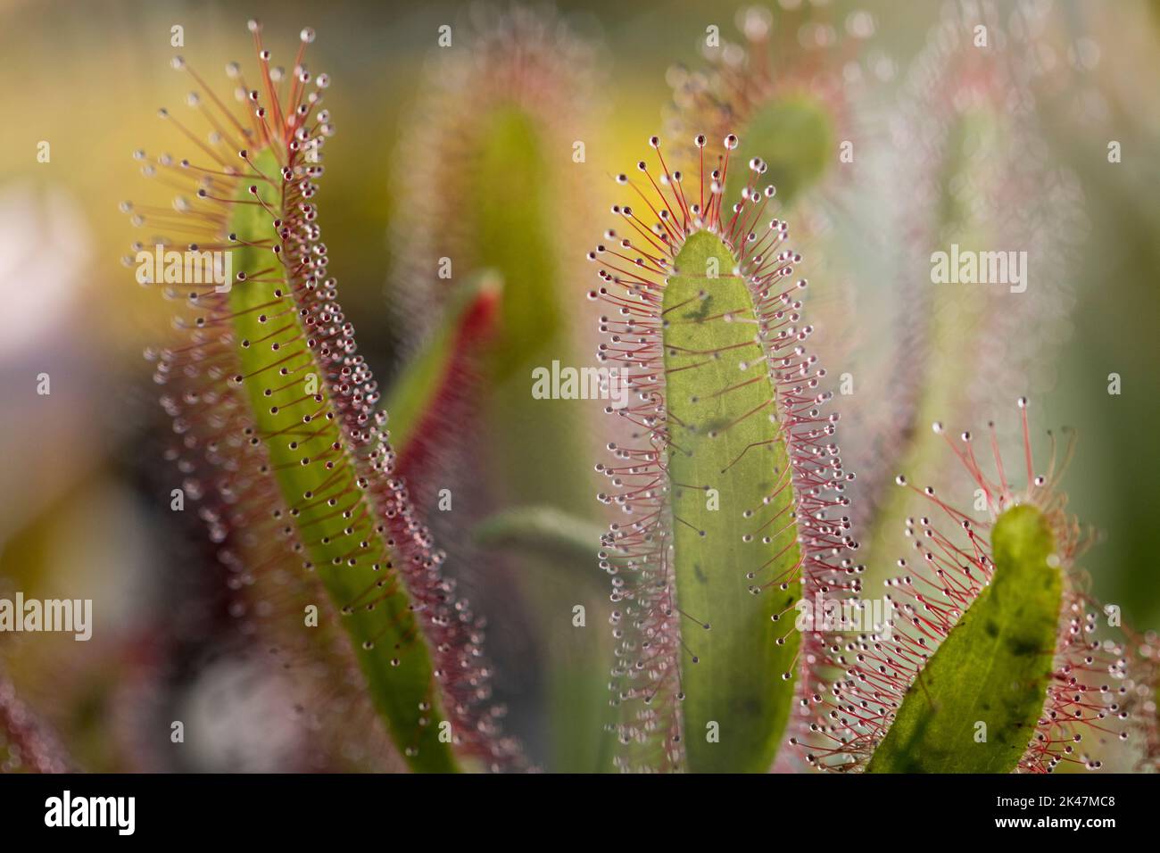 Sundew tentacles close up sundew leaves Stock Photo - Alamy