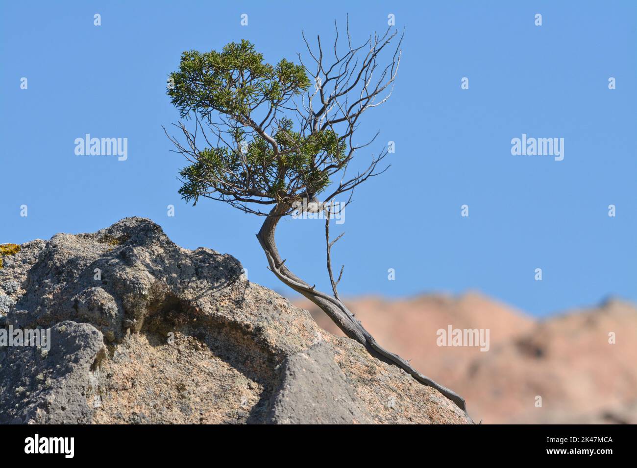 Sardegna, natura selvaggia: il ginepro fenicio (Juniperus phoenicea ...