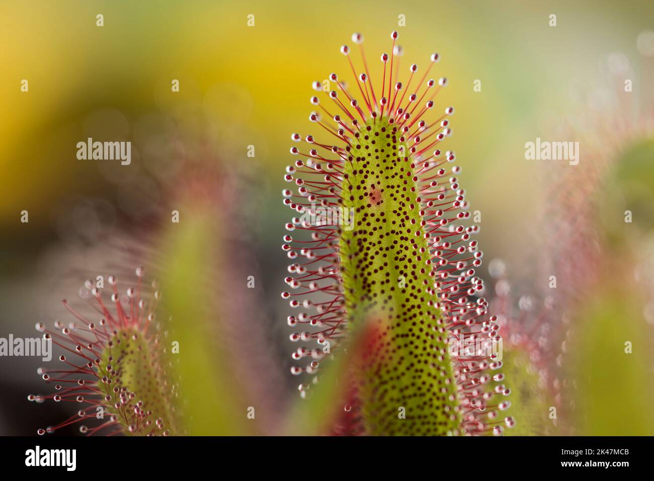 Sundew sticky dew drops close up carnivorous plants Stock Photo - Alamy
