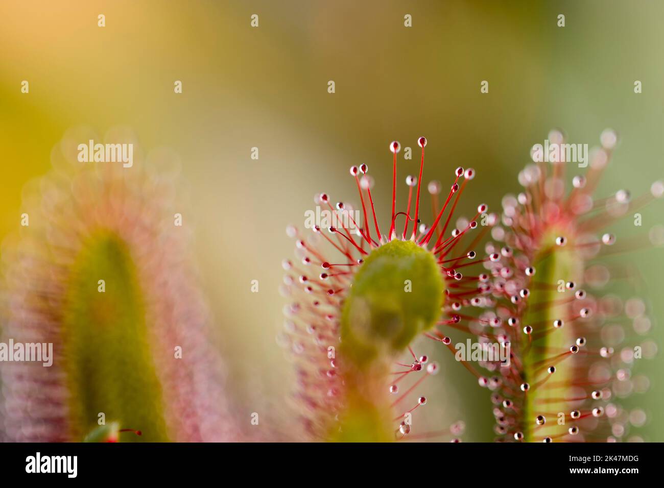 Carnivorous plants sundew dew drops macro view Stock Photo - Alamy