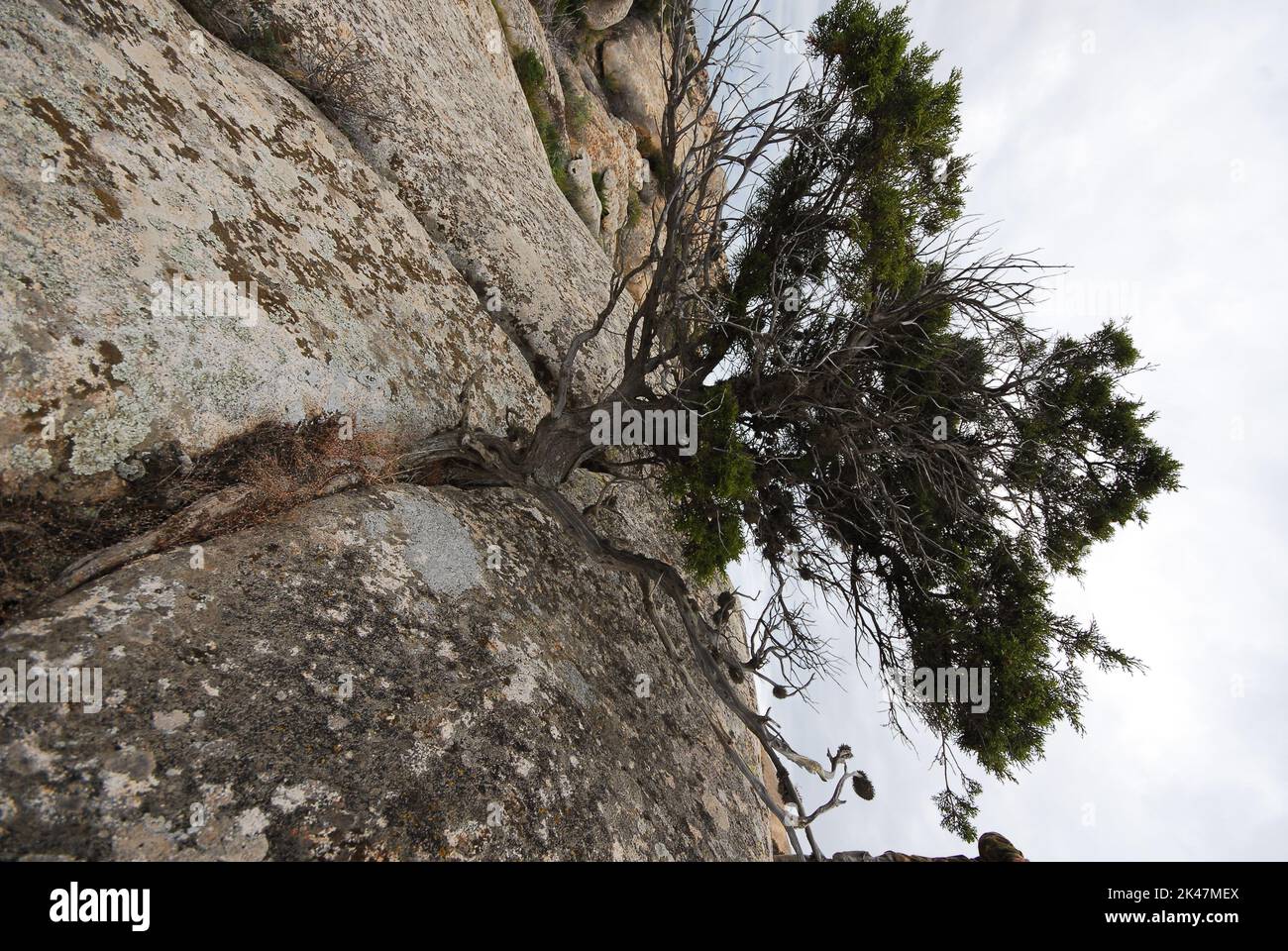 Sardegna, natura selvaggia: il ginepro fenicio (Juniperus phoenicea ...