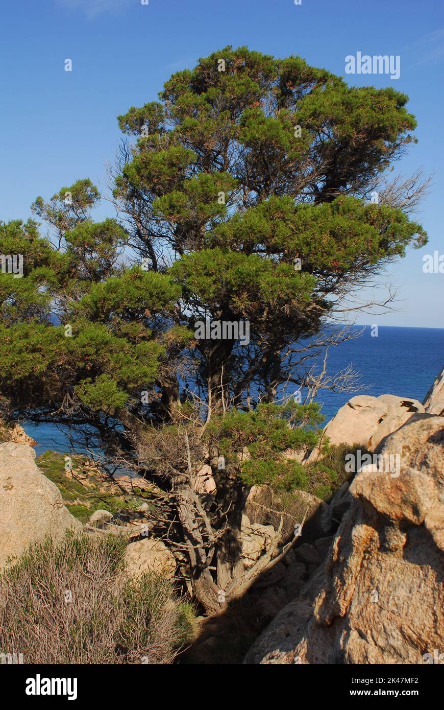 Sardegna, natura selvaggia: il ginepro fenicio (Juniperus phoenicea ...
