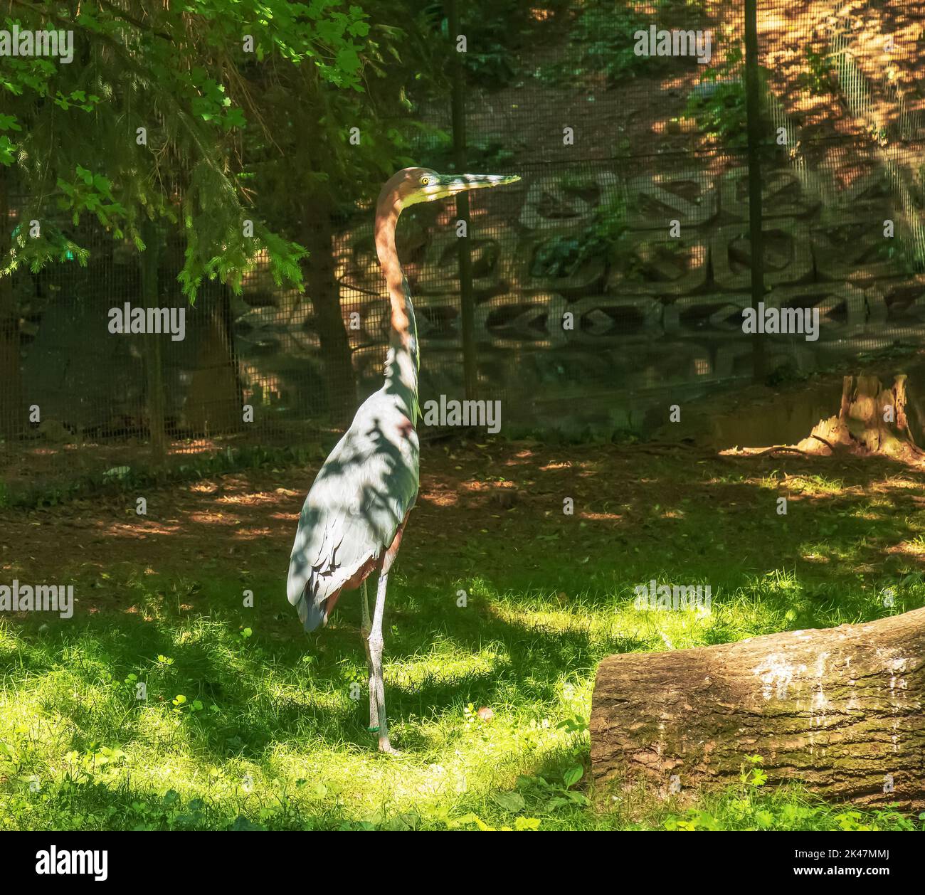 The marabou stork Leptoptilos crumenifer is a large wading bird in the ...