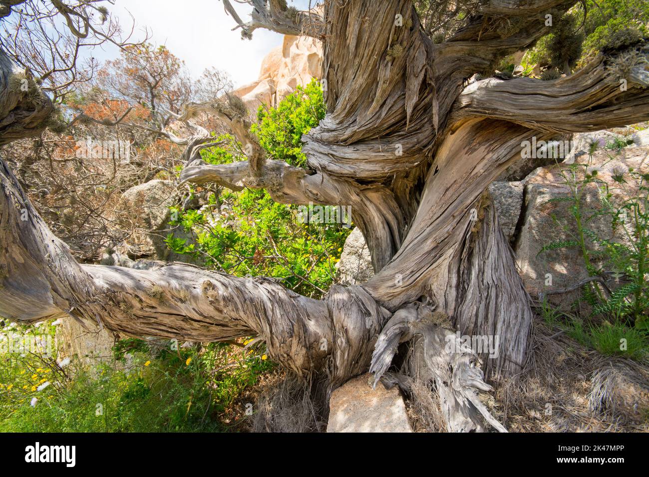 Sardegna, natura selvaggia: il ginepro fenicio (Juniperus phoenicea ...