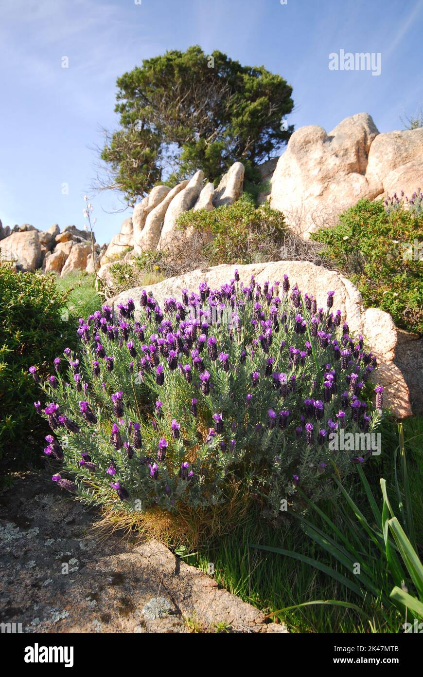 Lavanda, Lavandula stoechas Stock Photo - Alamy
