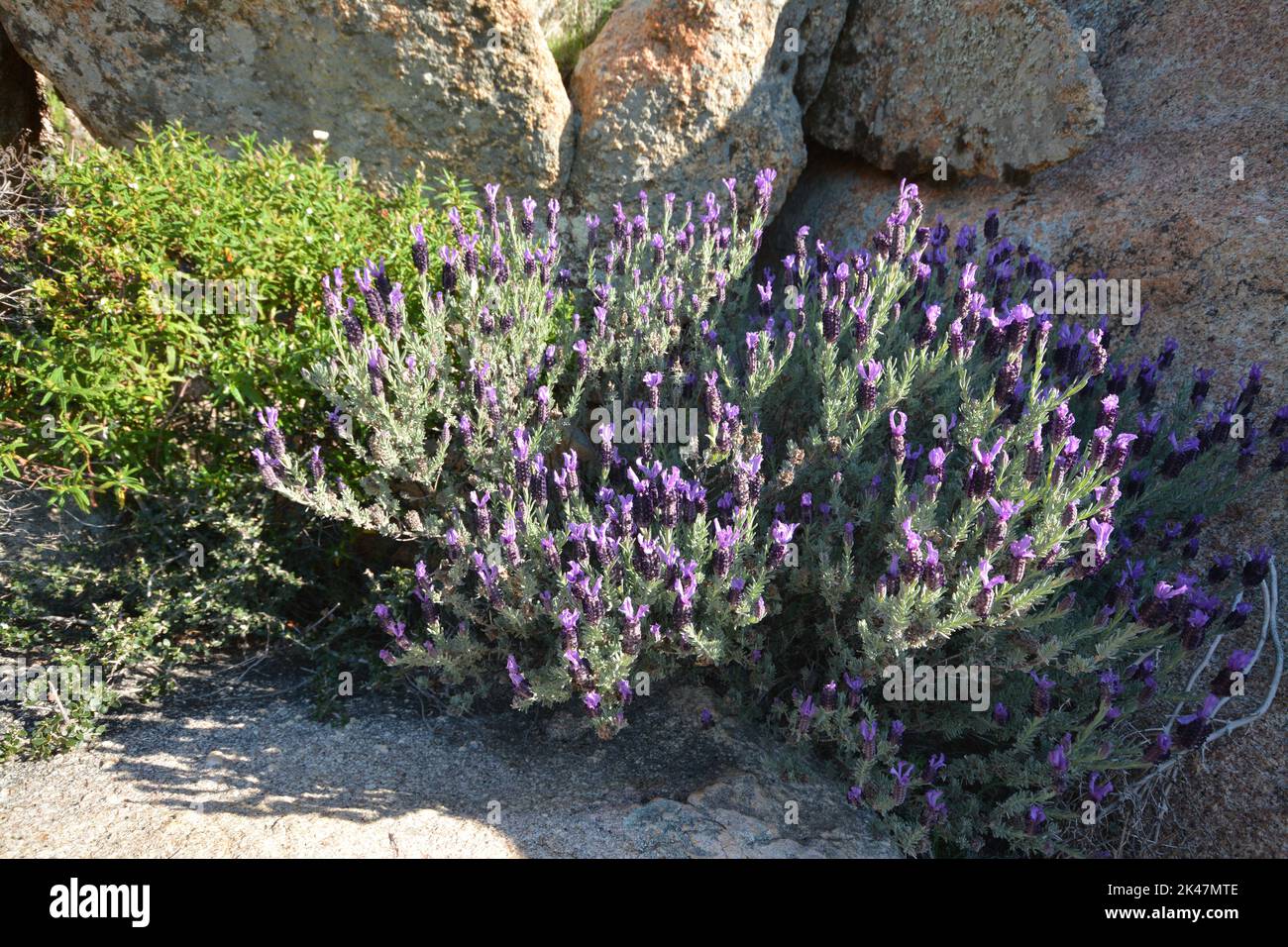 Lavanda, Lavandula stoechas Stock Photo - Alamy