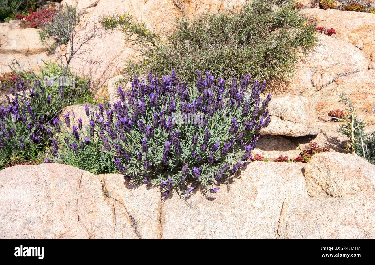 Pianta lavanda hi-res stock photography and images - Alamy