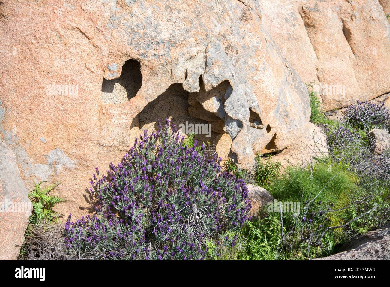 Pianta lavanda hi-res stock photography and images - Alamy