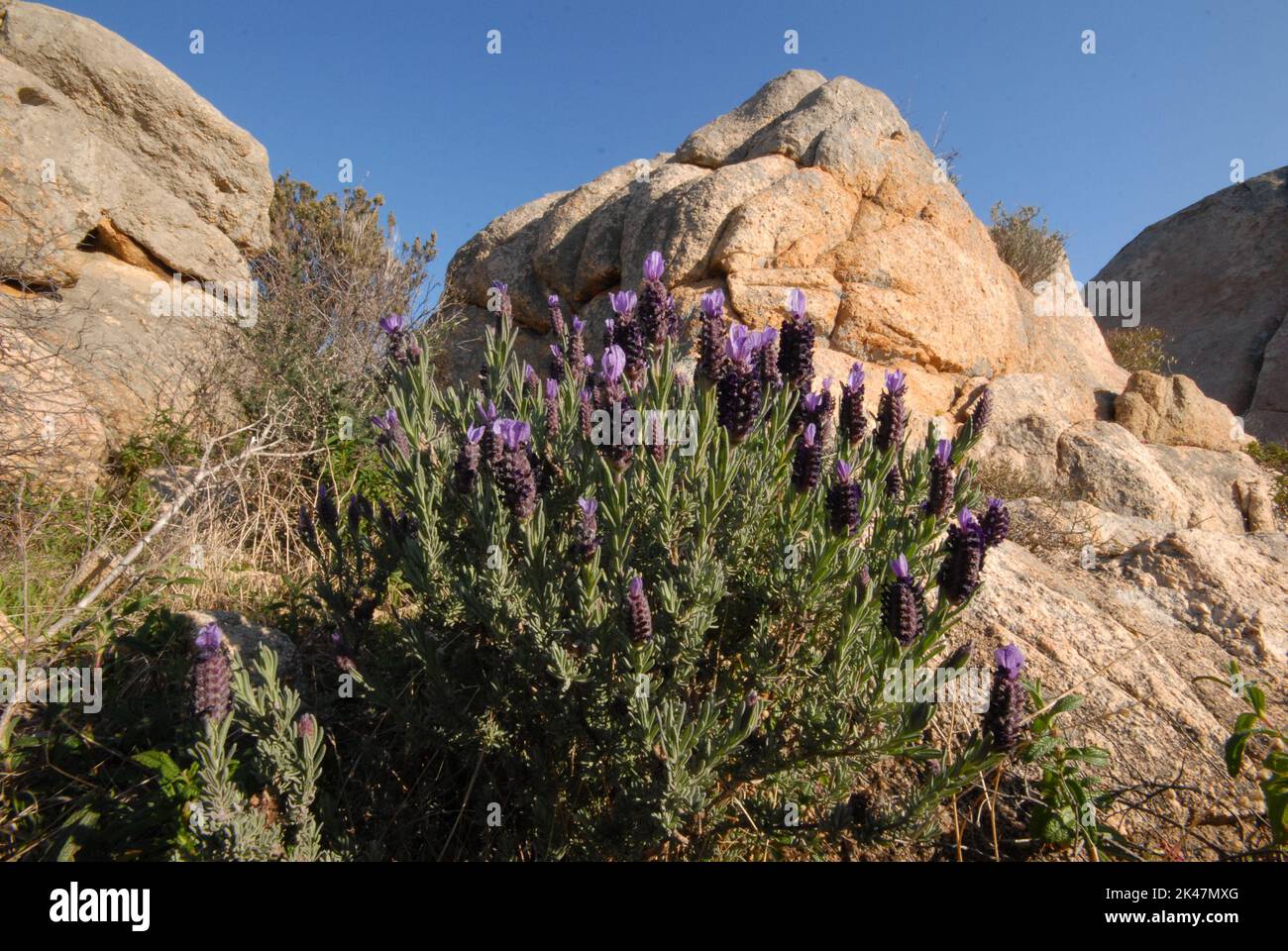 Lavanda, Lavandula stoechas Stock Photo - Alamy