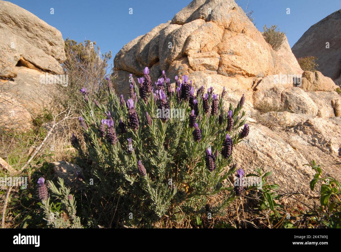 Pianta lavanda hi-res stock photography and images - Alamy