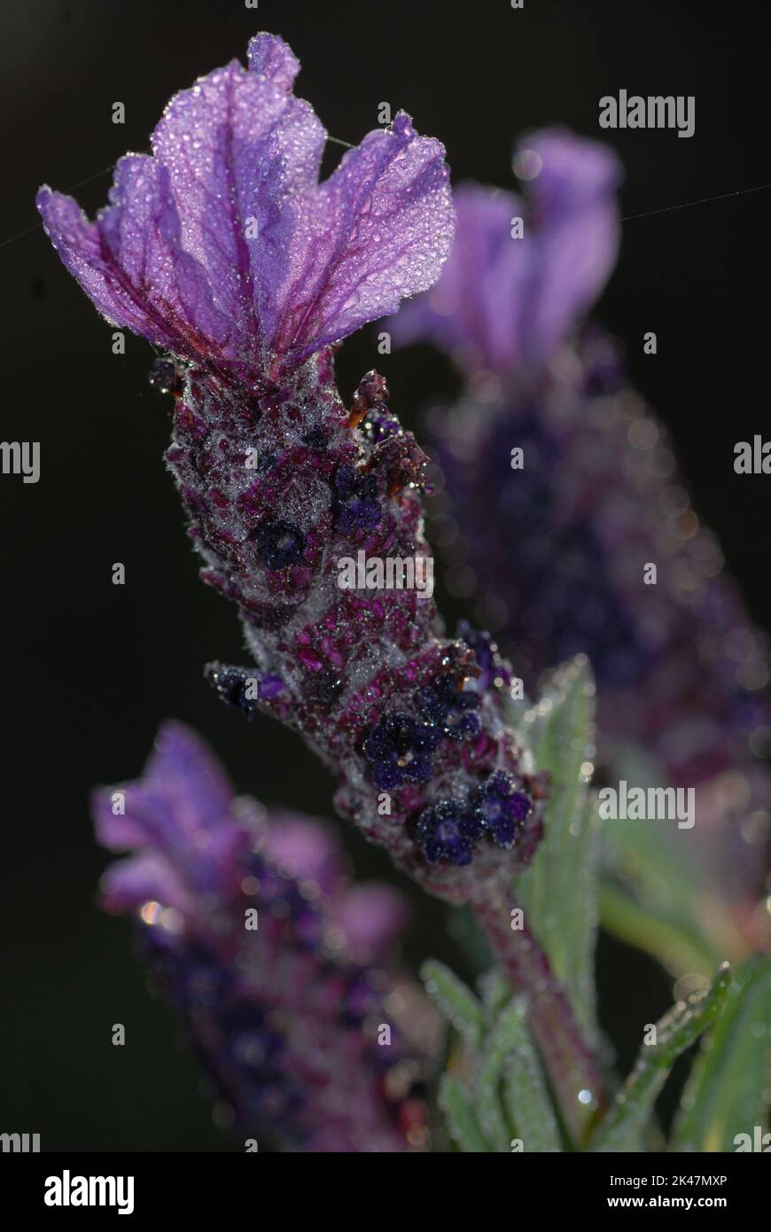 Pianta lavanda hi-res stock photography and images - Alamy