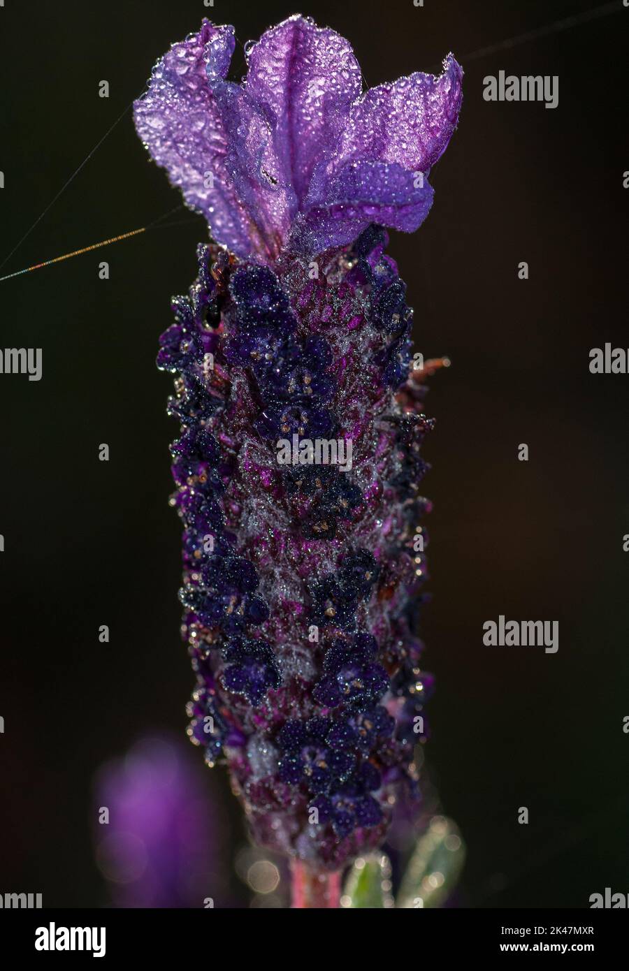 Pianta lavanda hi-res stock photography and images - Alamy