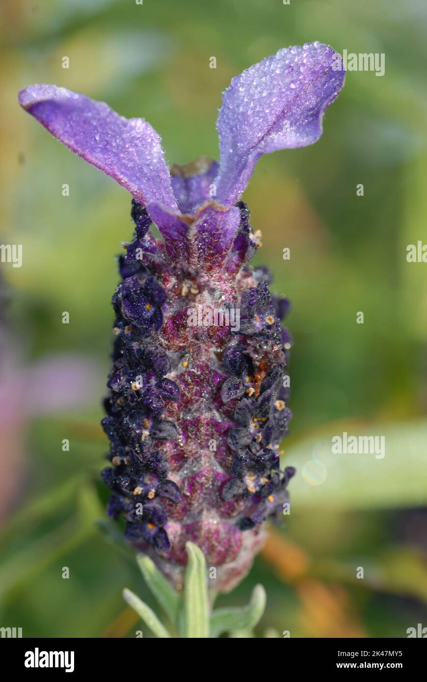 Pianta lavanda hi-res stock photography and images - Alamy