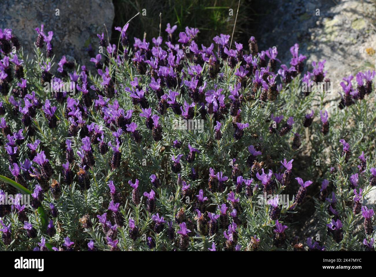 Lavanda, Lavandula stoechas Stock Photo - Alamy