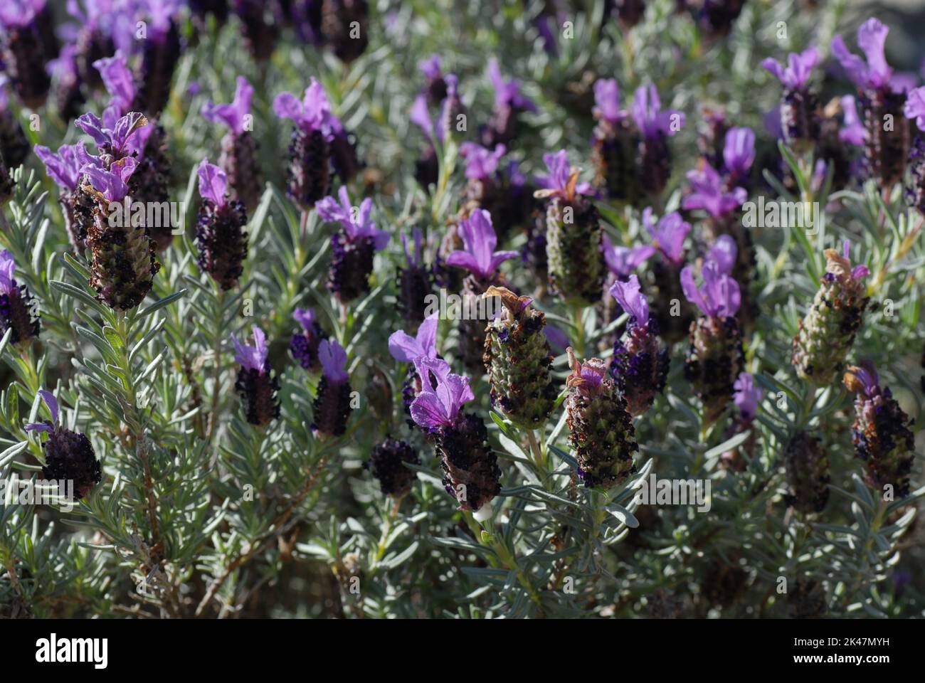 Pianta lavanda hi-res stock photography and images - Alamy