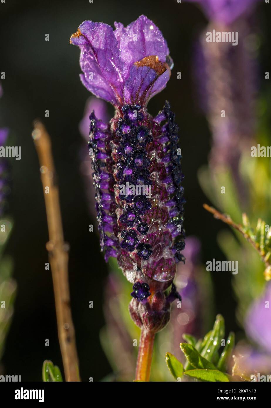 Pianta lavanda hi-res stock photography and images - Alamy