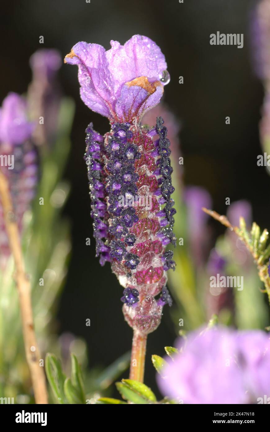 Pianta lavanda hi-res stock photography and images - Alamy