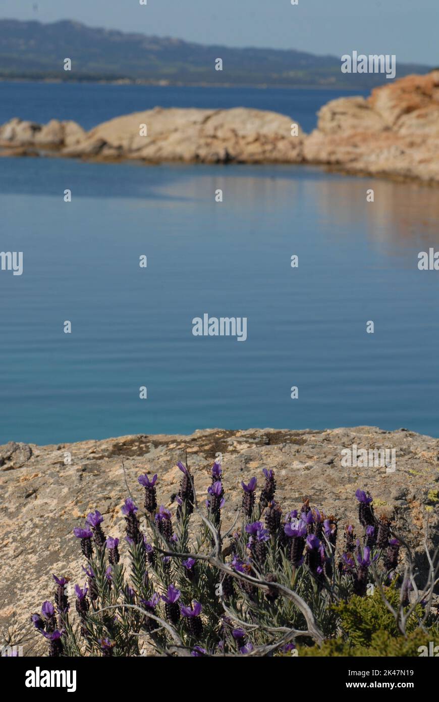 Pianta lavanda hi-res stock photography and images - Alamy