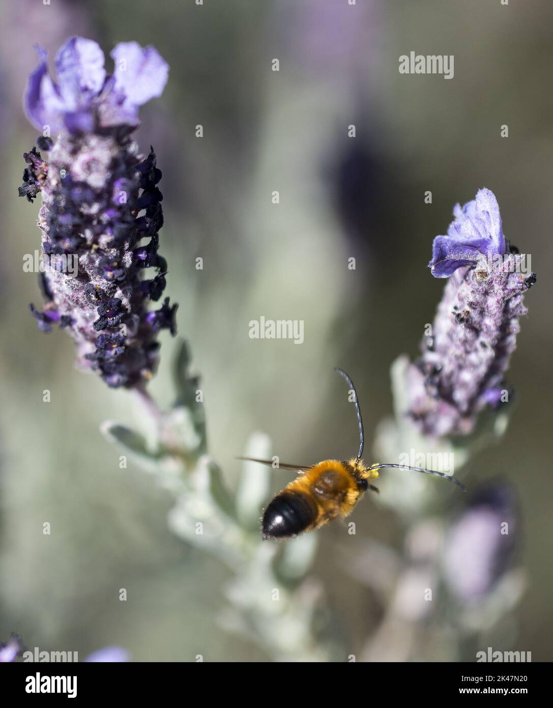 Pianta lavanda hi-res stock photography and images - Alamy