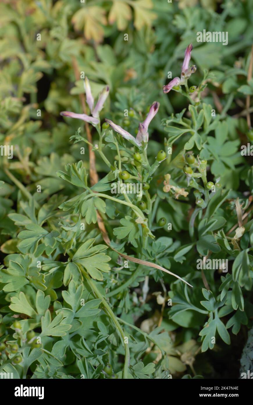Fumaria capreolata, fumaria bianca Stock Photo - Alamy
