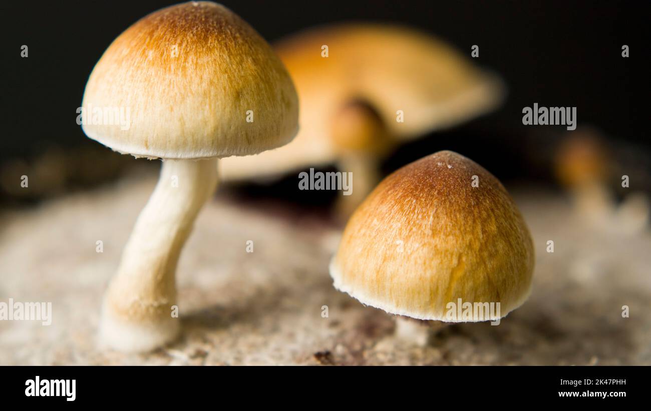 Close up macro magic mushrooms golden teacher cubensis psilocybin ...